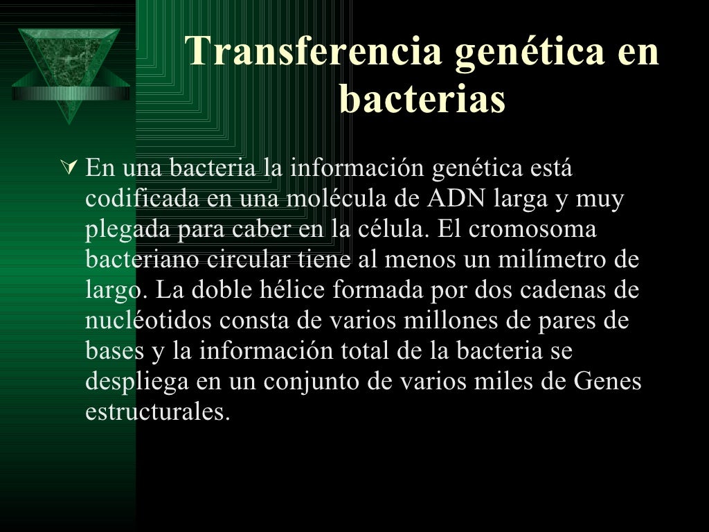 Adn Bacterias