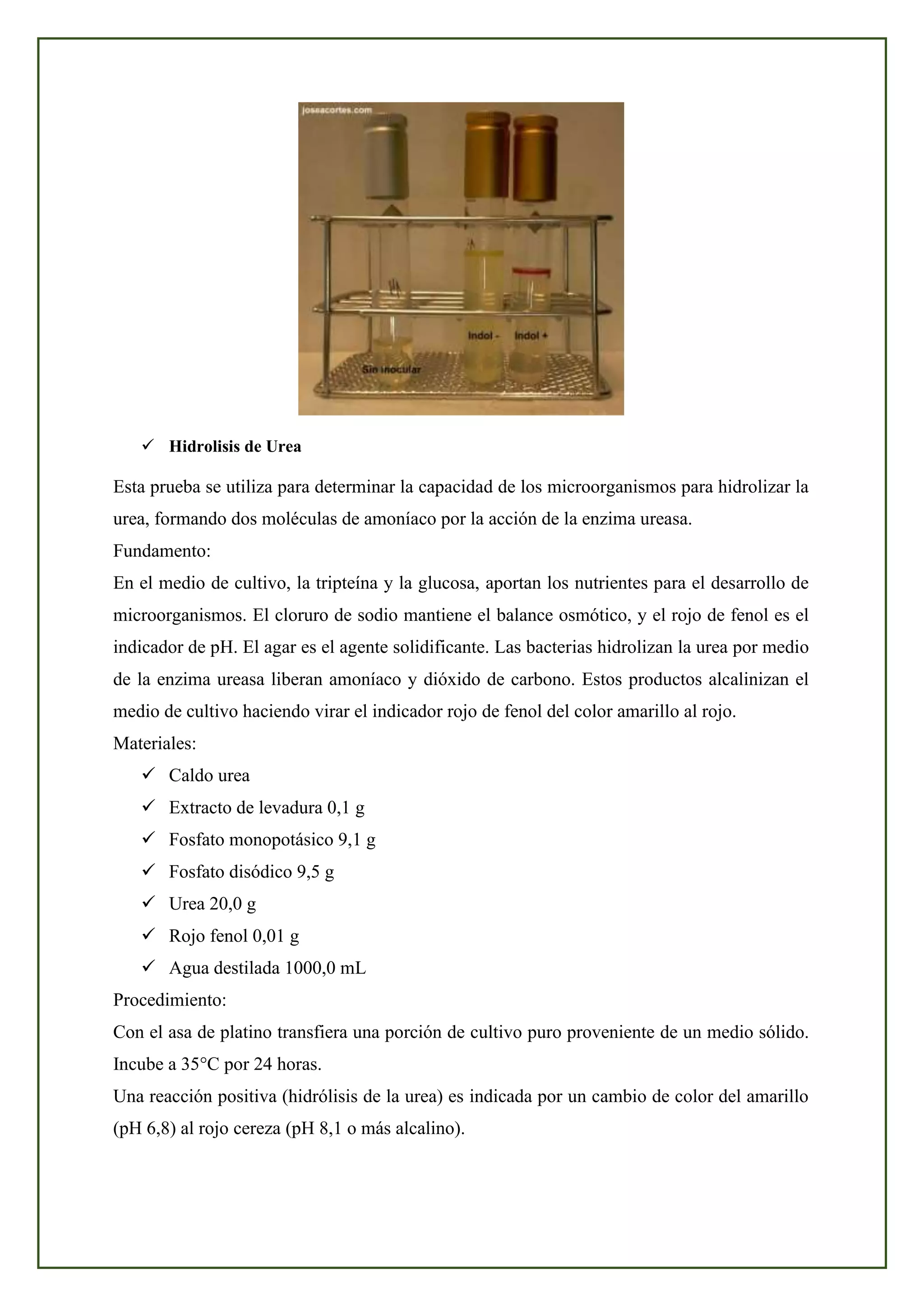 Microbiología general pruebas bioquimicas para bacterias | PDF ...