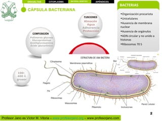 ESTRUCTURA BACTERIANA | PPT