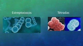 Morfología y agrupación bacteriana | PPTX