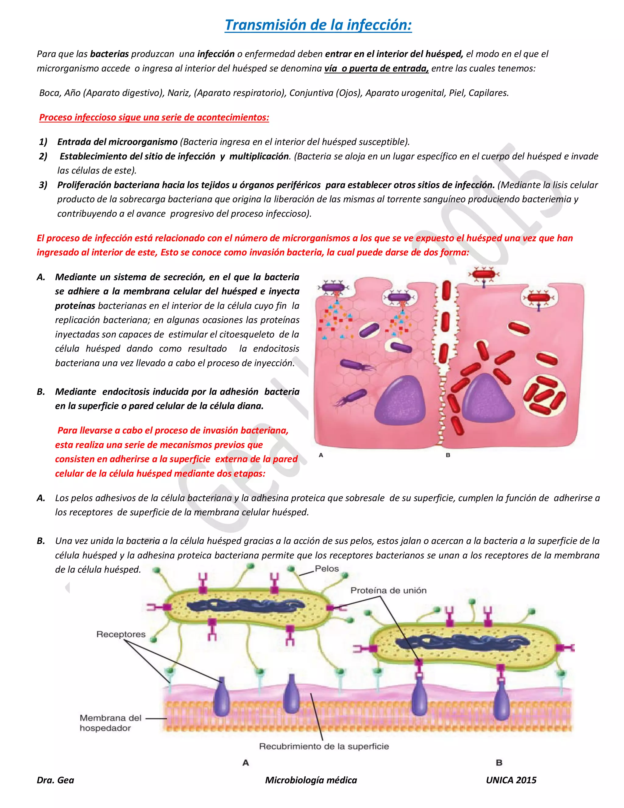 Microbiología tema 3 patogenia bacteriana | PDF