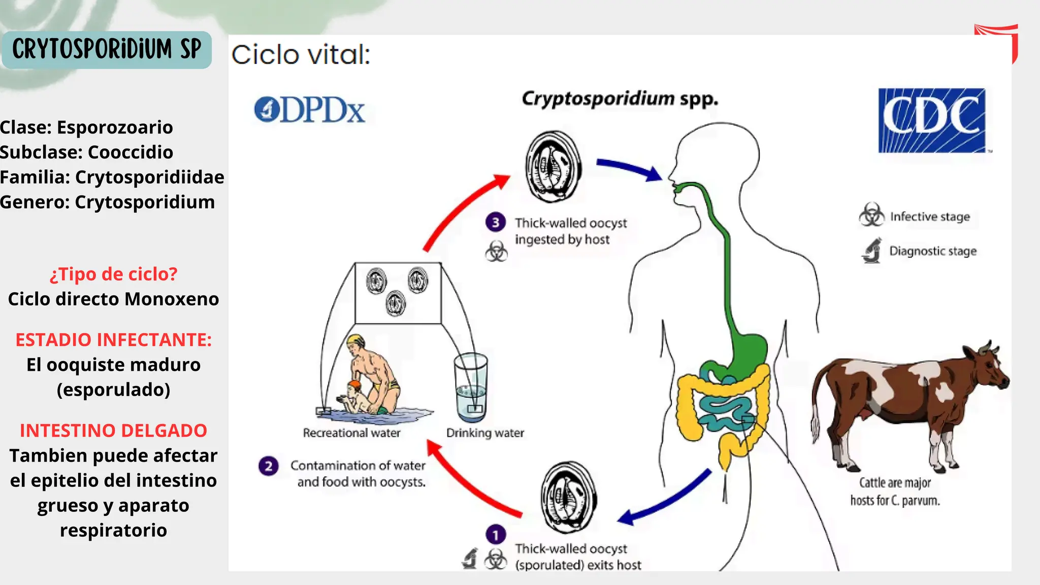 Microbiología y Parasitología - Cryptosporidium SP y Cyclospora ...