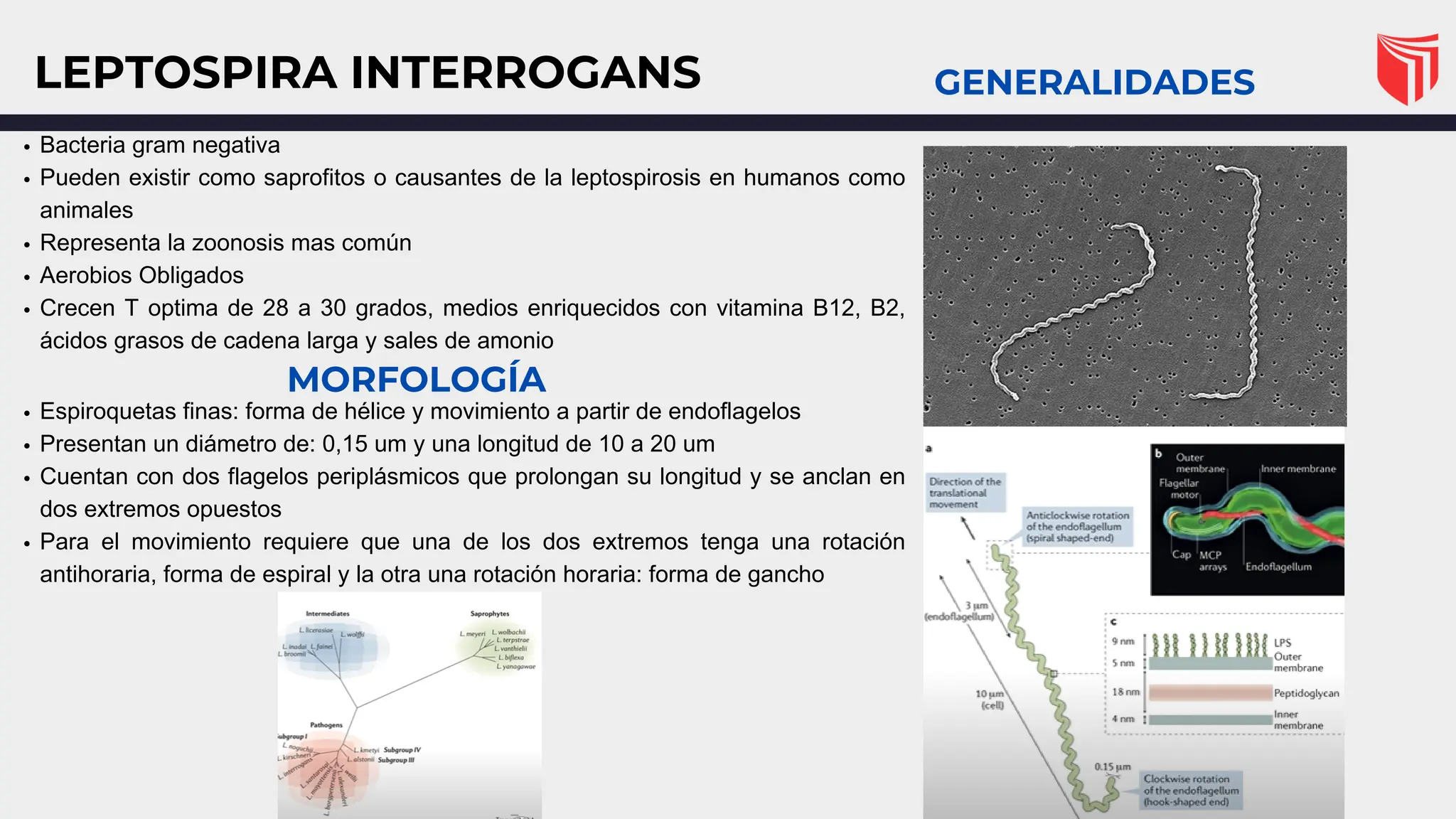 Microbiología y Parasitología - Leptospira Interrogans | PDF