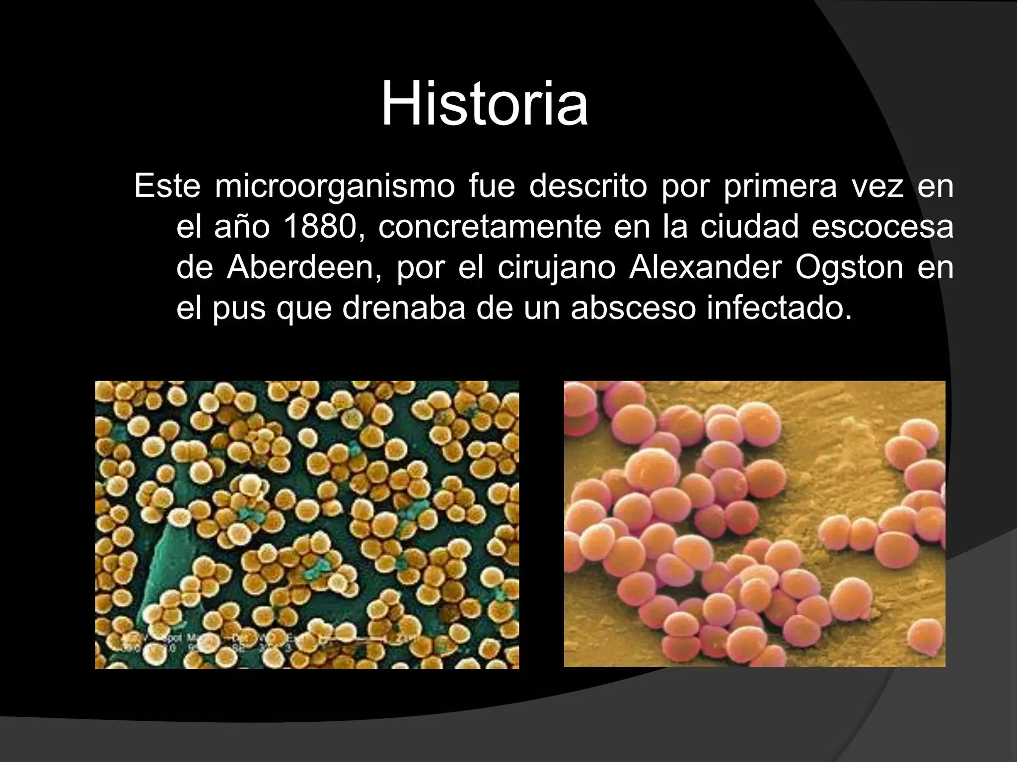 staphylococcus aureus, staphylococcus saprophyticus y Staphylococcus ...