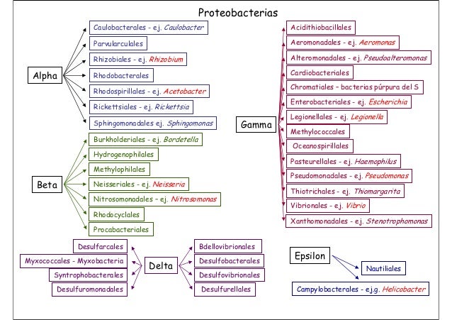Microbiologia