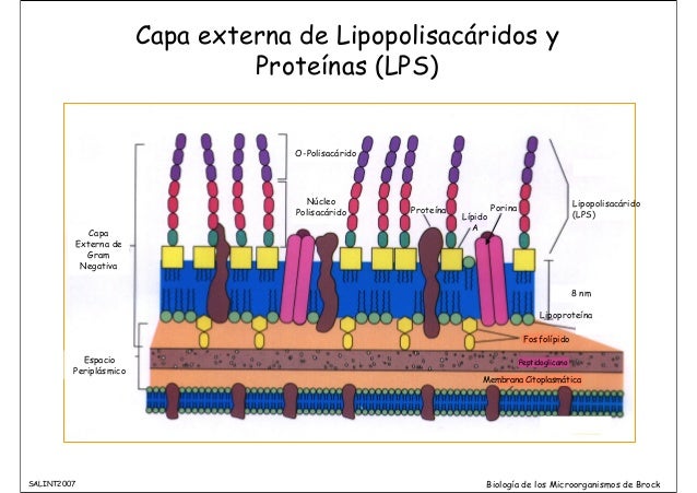 Microbiologia