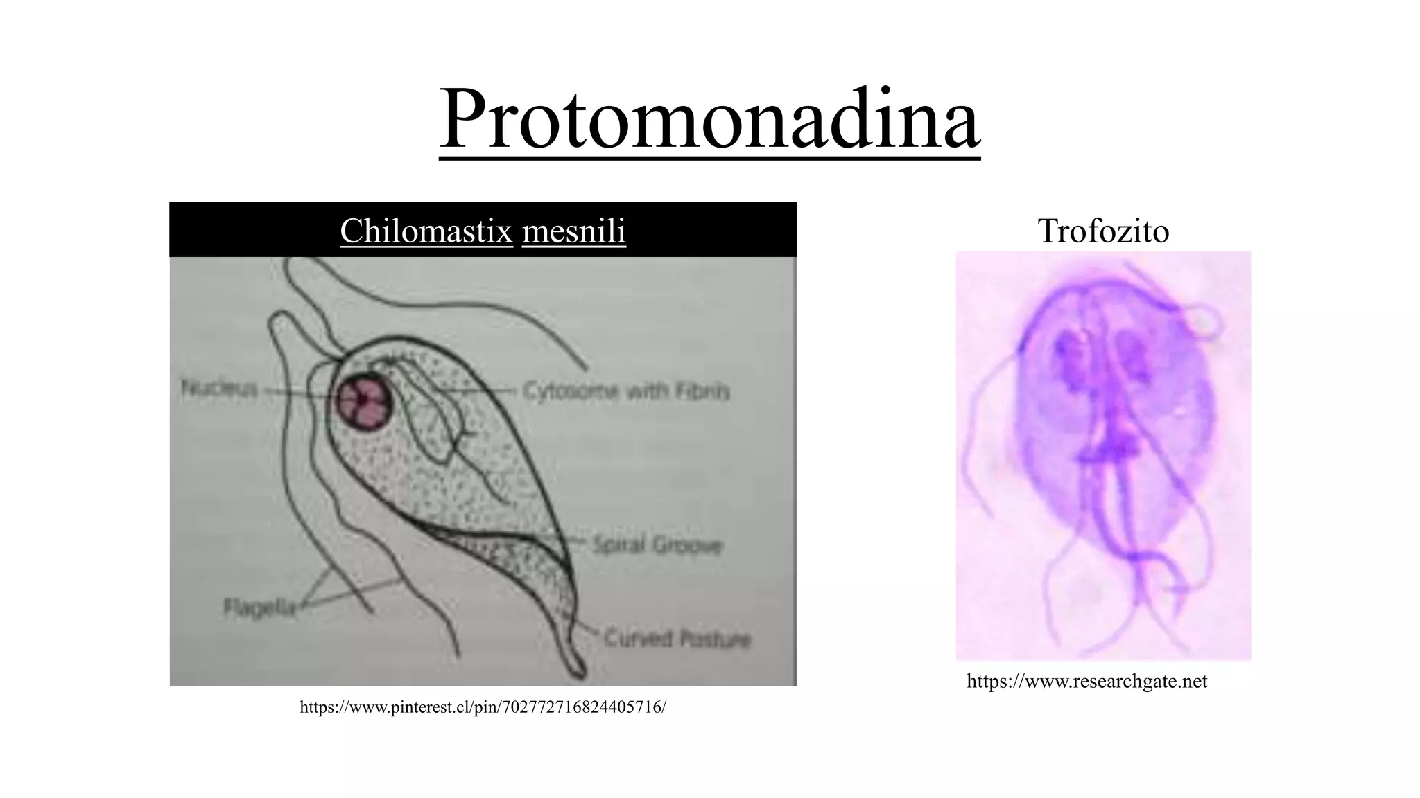 Microbiologia bacterias | PPTX | Biological Sciences | Science