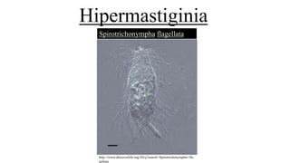 Microbiologia bacterias | PPTX | Biological Sciences | Science