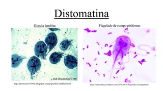 Microbiologia bacterias | PPTX | Biological Sciences | Science