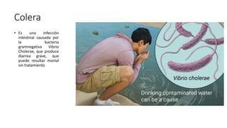Bacterias Gram positivas y Gram Negativas | PPTX