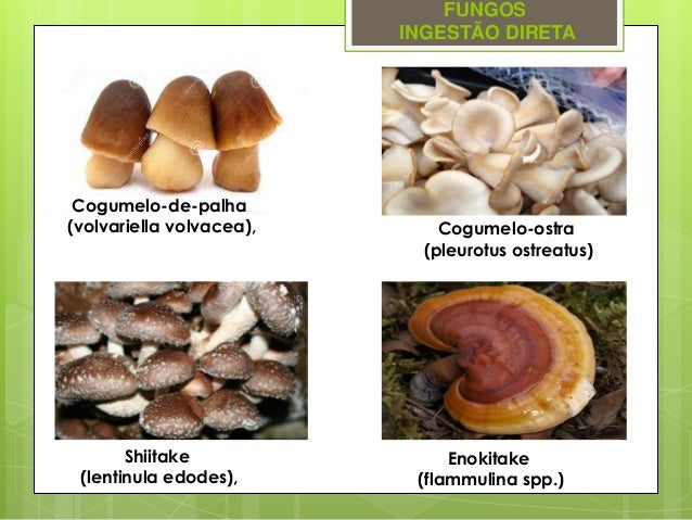 Microbiologia: Fungos na Produção de Alimentos