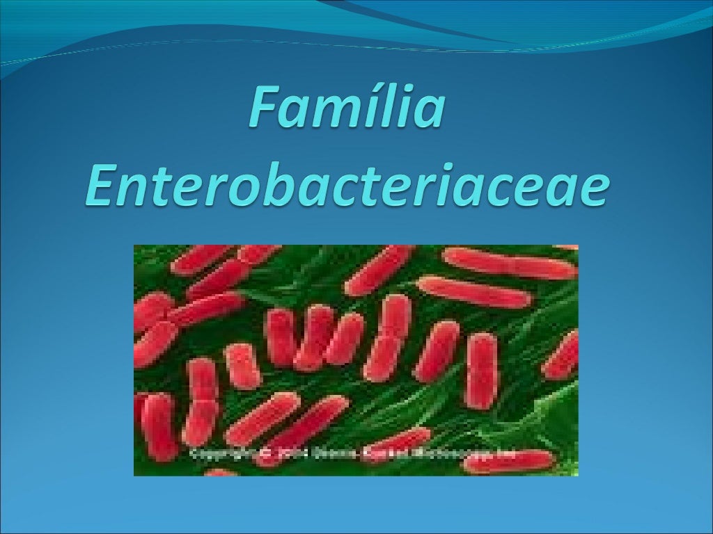 Microbiologia seminário - família enterobacteriaceae