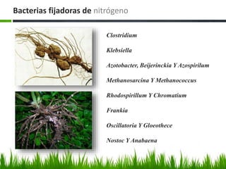 Microbiologia agricola marlon martinez | PPTX
