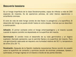 Microbiologia ambiental. tema iii. pptx | PDF