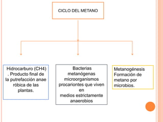 Microbiologia ciclo del carbono por Juan Guallichico | PPTX