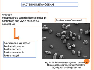 ¿Que Producen Las Bacterias Metanógenas Y Dónde Viven? – GLJY