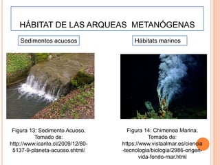 Microbiologia ciclo del carbono por Juan Guallichico | PPTX