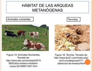 Microbiologia ciclo del carbono por Juan Guallichico | PPTX