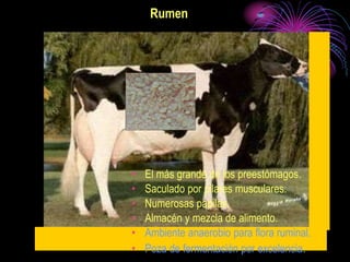 Microbiologia ruminal.ppt