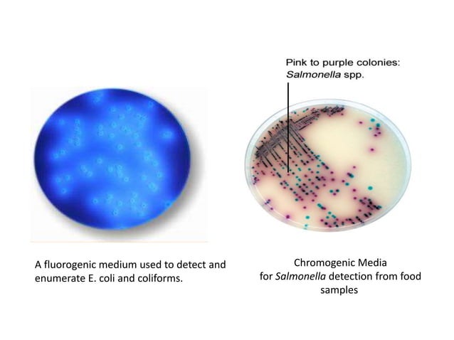 Microbiological examination of food | PPTX