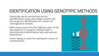 Microbiological identification | PPTX | Biological Sciences | Science