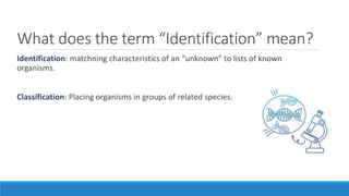 Microbiological identification | PPTX | Biological Sciences | Science