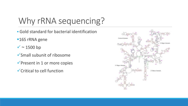 Microbiological identification | PPTX | Biological Sciences | Science