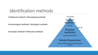 Microbiological identification | PPTX | Biological Sciences | Science