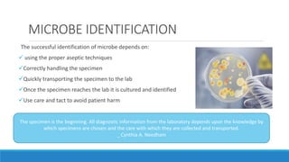 Microbiological identification | PPTX | Biological Sciences | Science