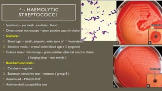 Microbiological investigations in ent.pptx