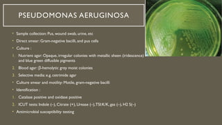 Microbiological investigations in ent.pptx
