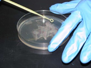 Microbiological methods | PPTX