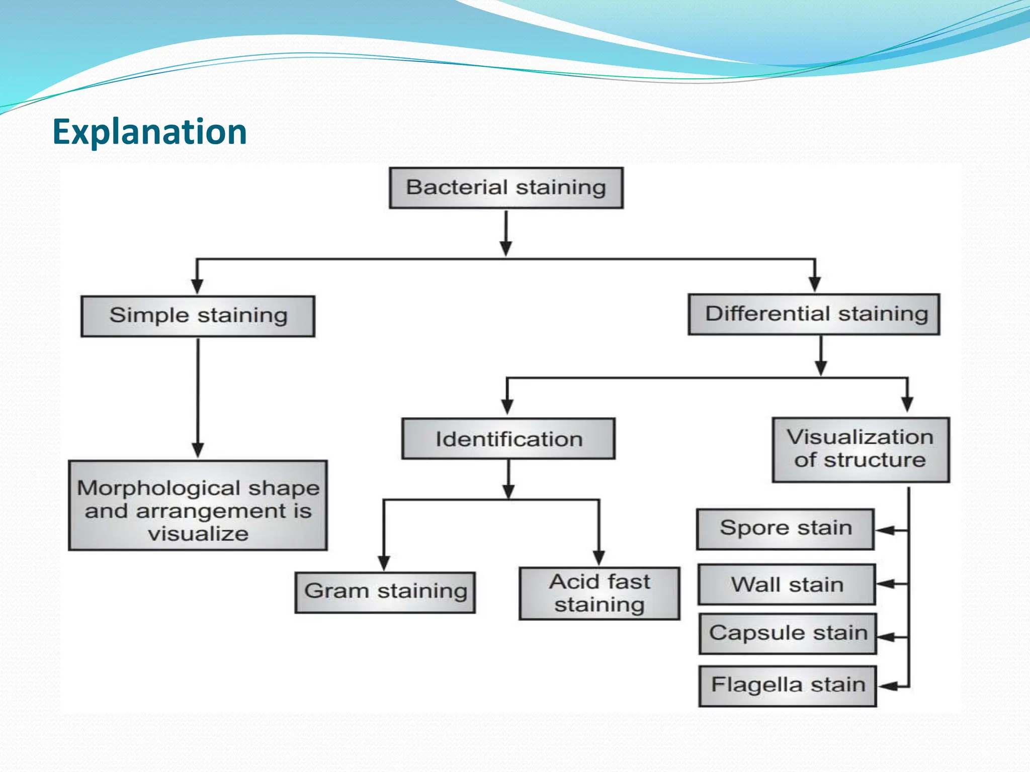 MICROBIOLOGIST Staining Techniques questions .pptx