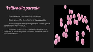 microbiologyy of the periodontium/gingiva | PDF