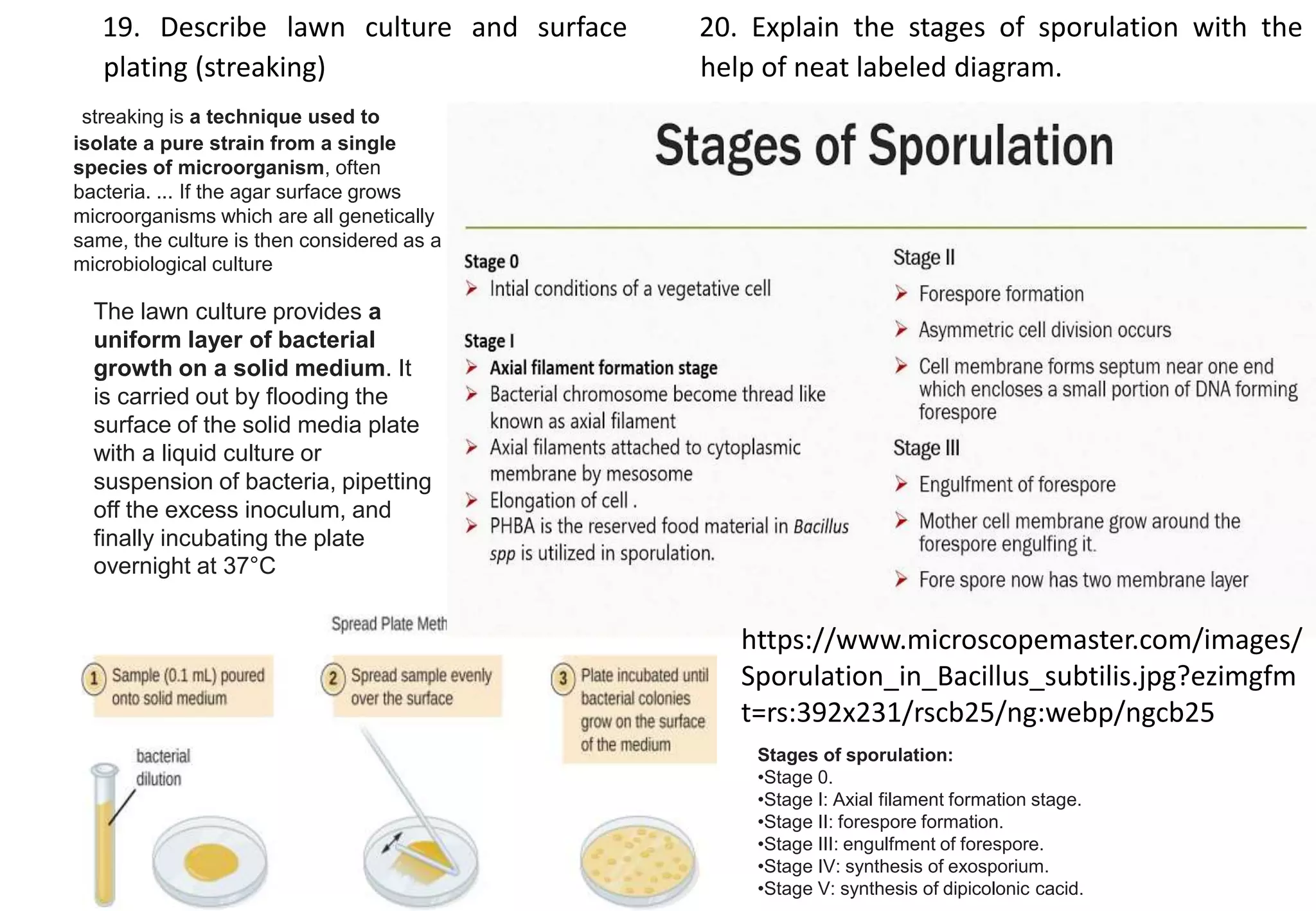 MICROBIOLOGY-1-1.pptx | Gardening | Home & Garden