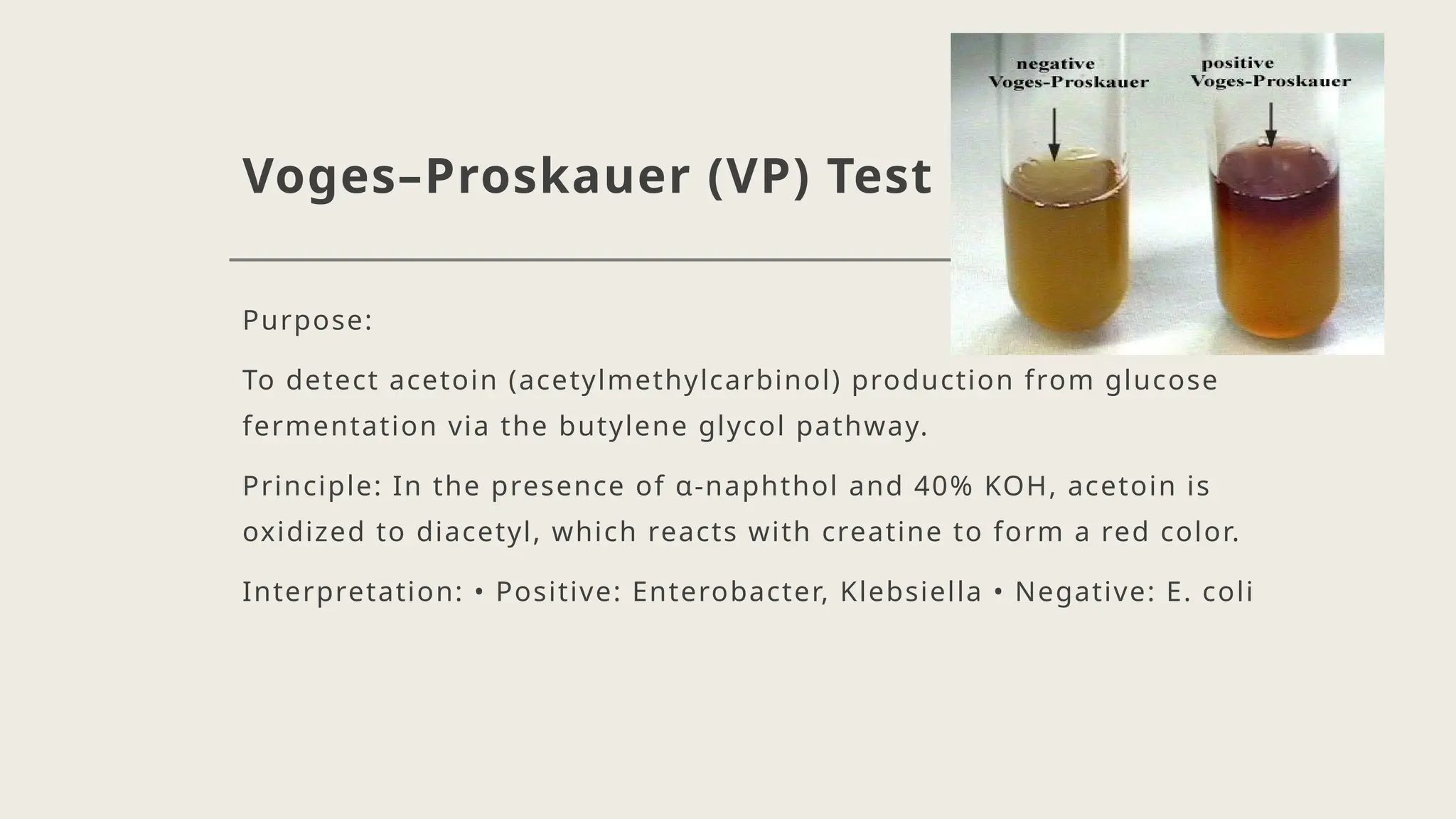 microbiology eukaryotes presentation ppt | PPTX