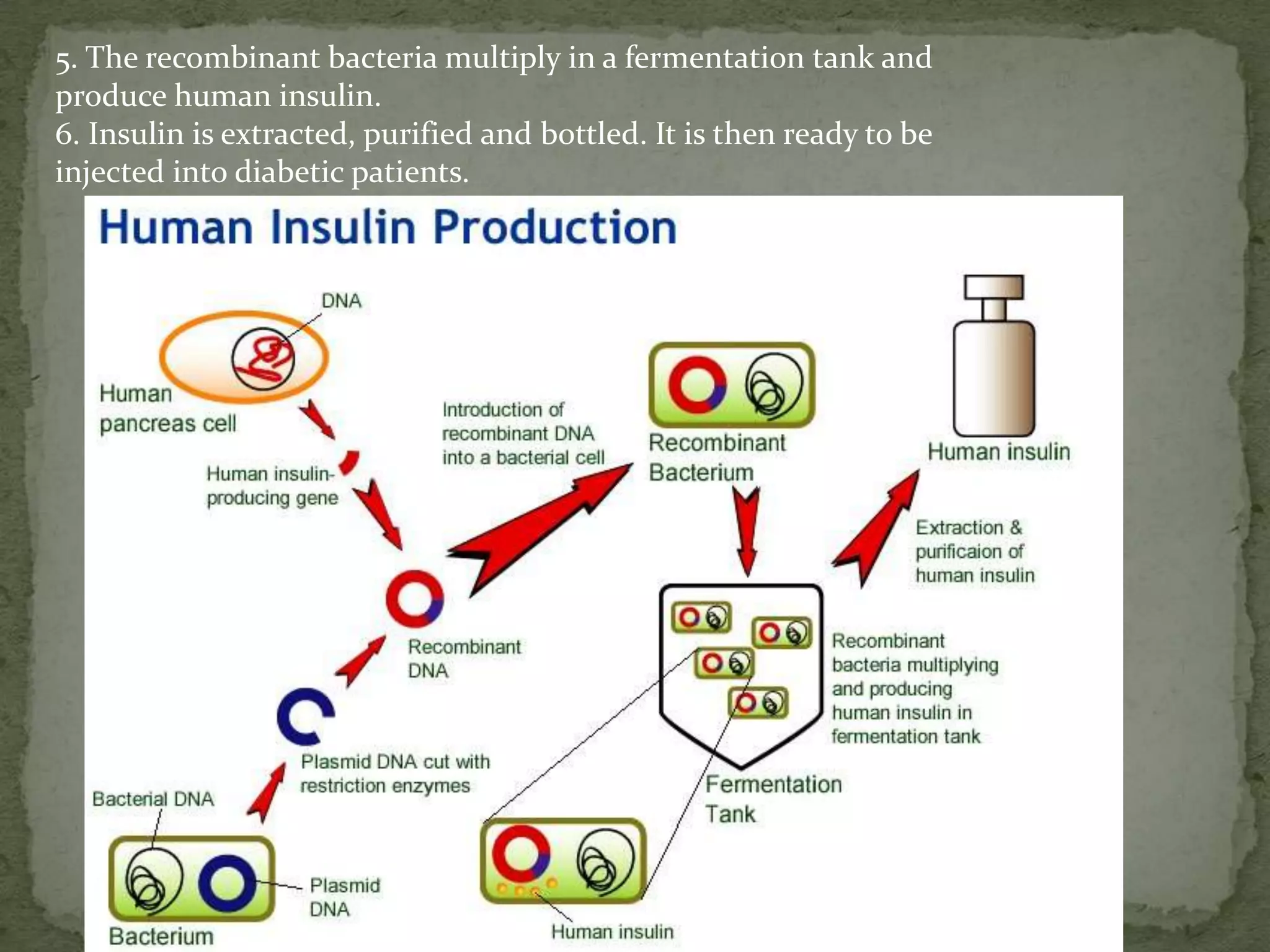 Importance of Enzymes in Biotechnology | PPTX
