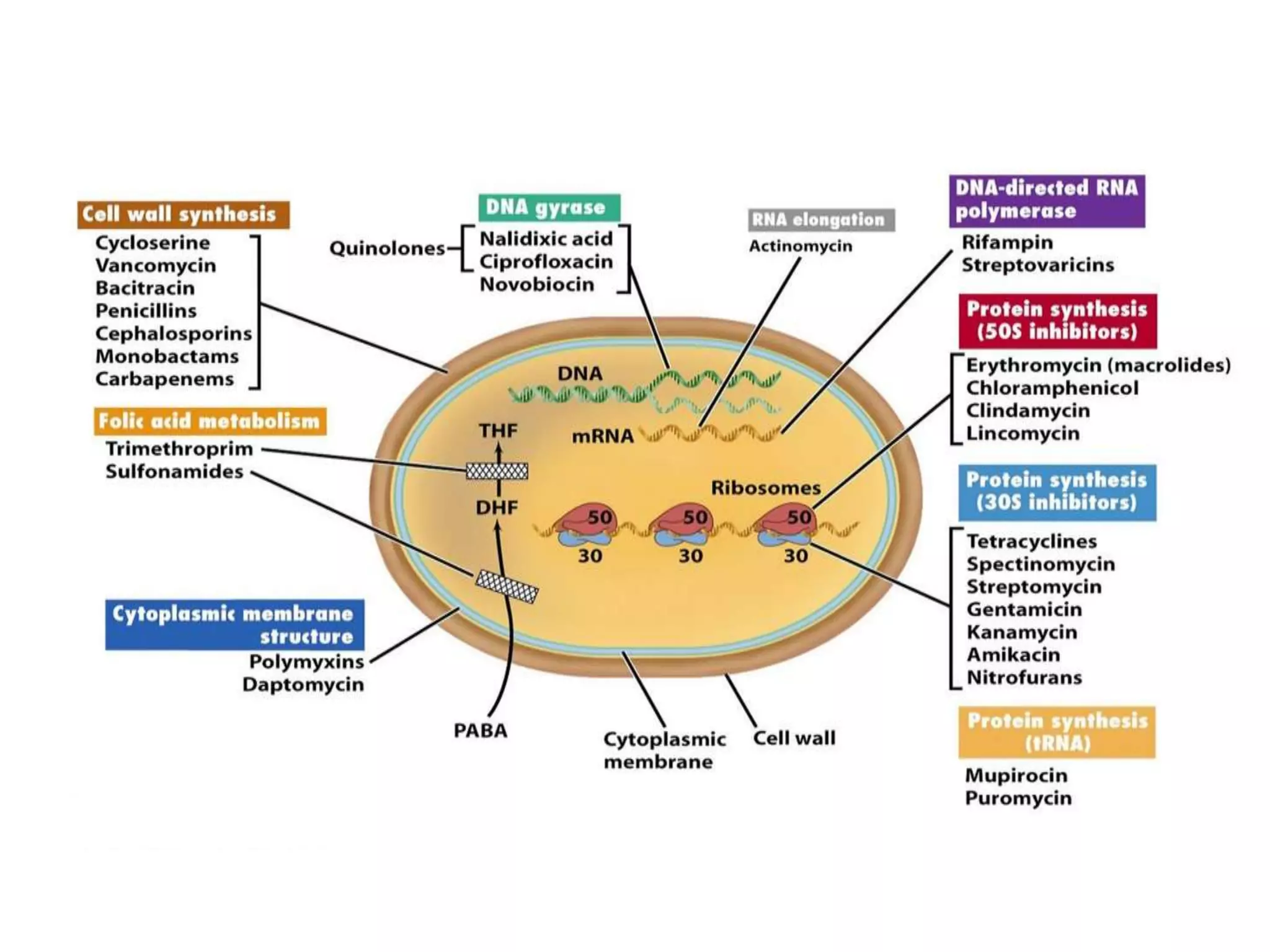 Pharmacodynamics of antibiotics | PPTX