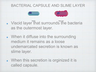 ORAL MICROBIAL FLORA | PPTX