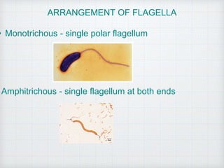 ORAL MICROBIAL FLORA | PPTX