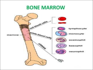 Structure and Functions of immune system- MICROBIOLOGY | PPTX
