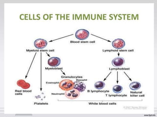 Structure and Functions of immune system- MICROBIOLOGY | PPTX