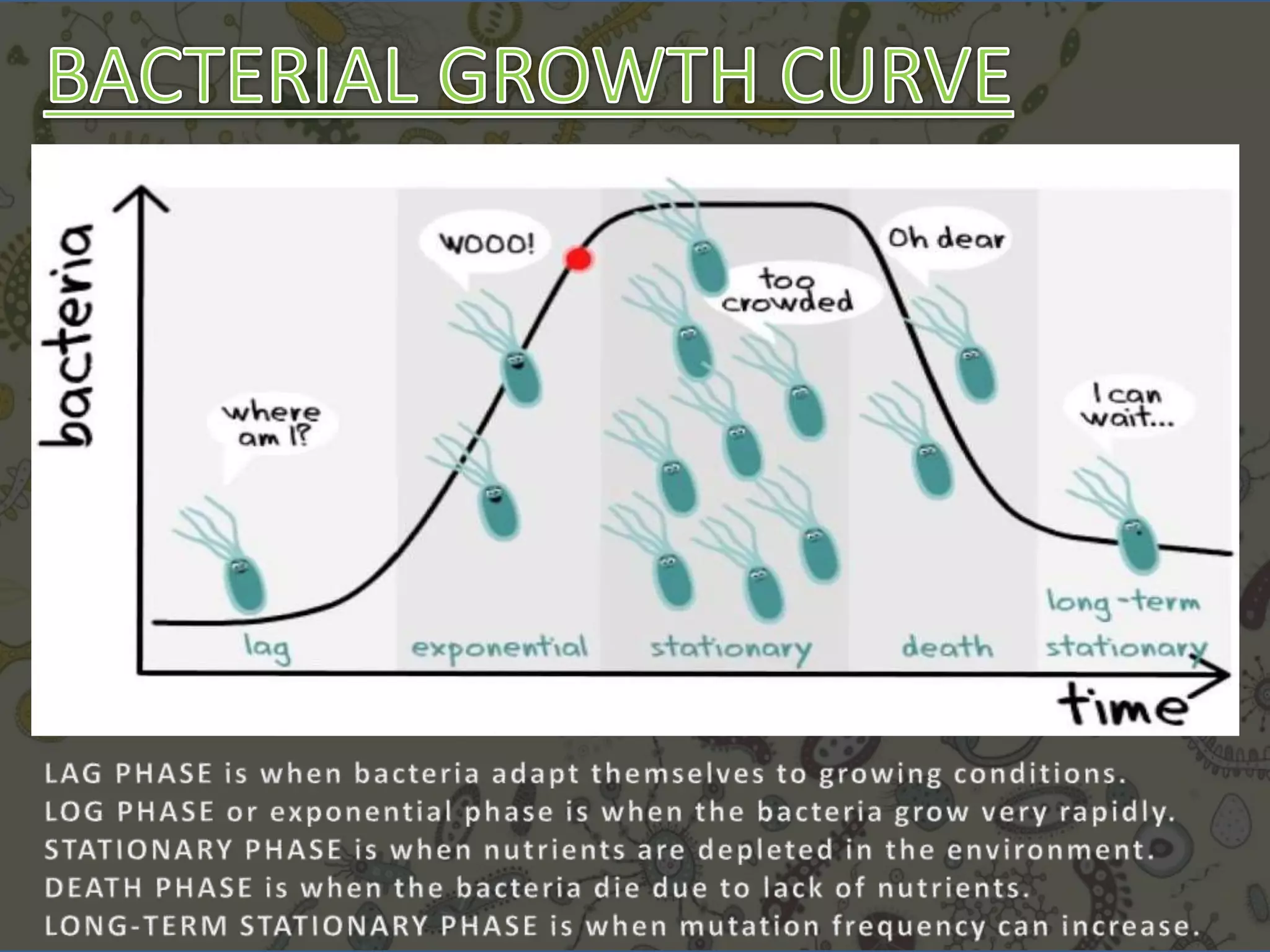 Phases Of Bacterial Growth | PPTX
