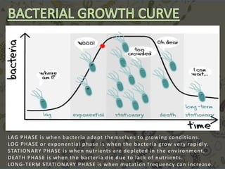 Phases Of Bacterial Growth | PPTX
