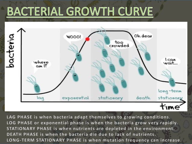 Phases Of Bacterial Growth | PPTX
