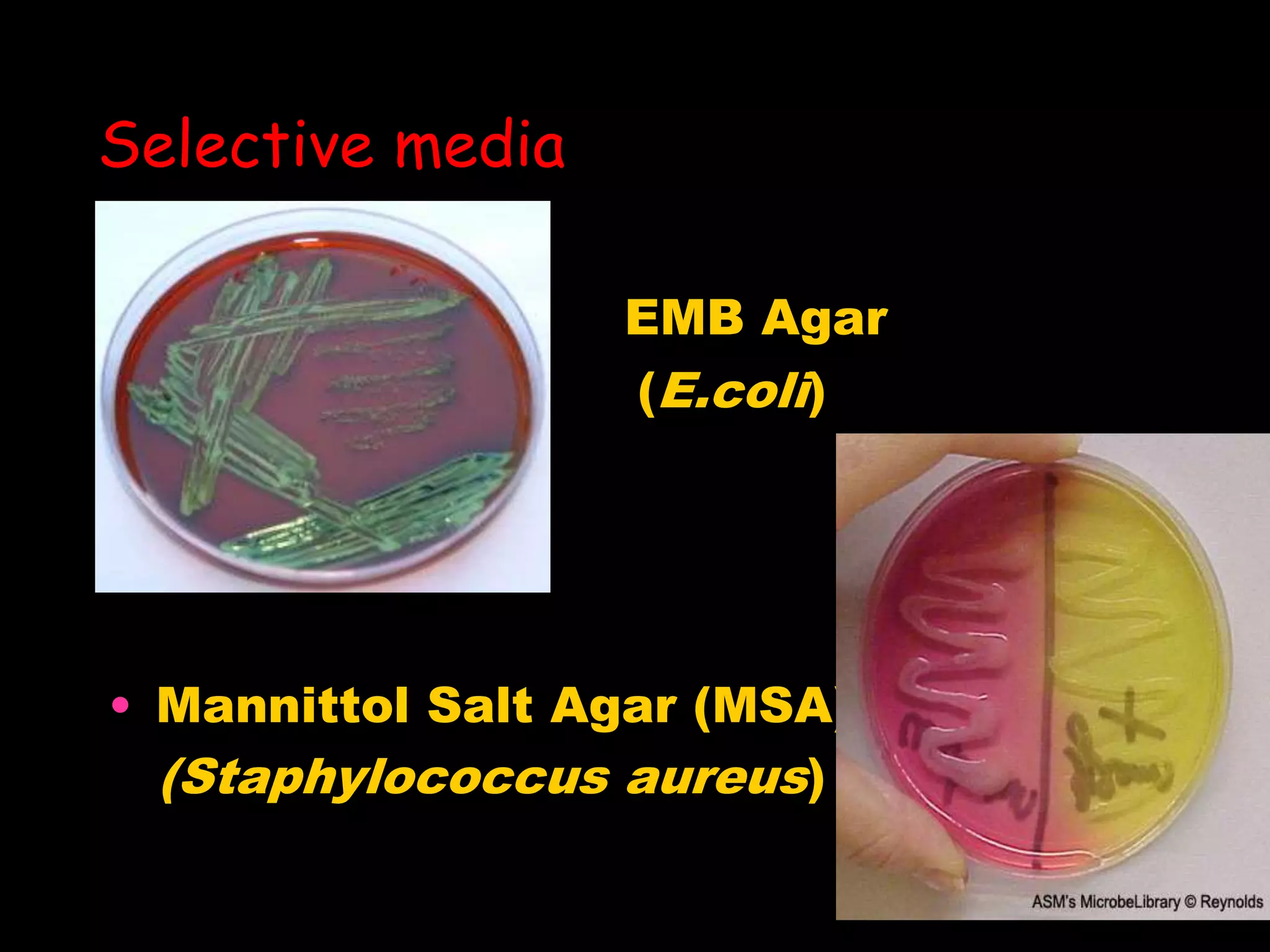 Microbiology | PPT