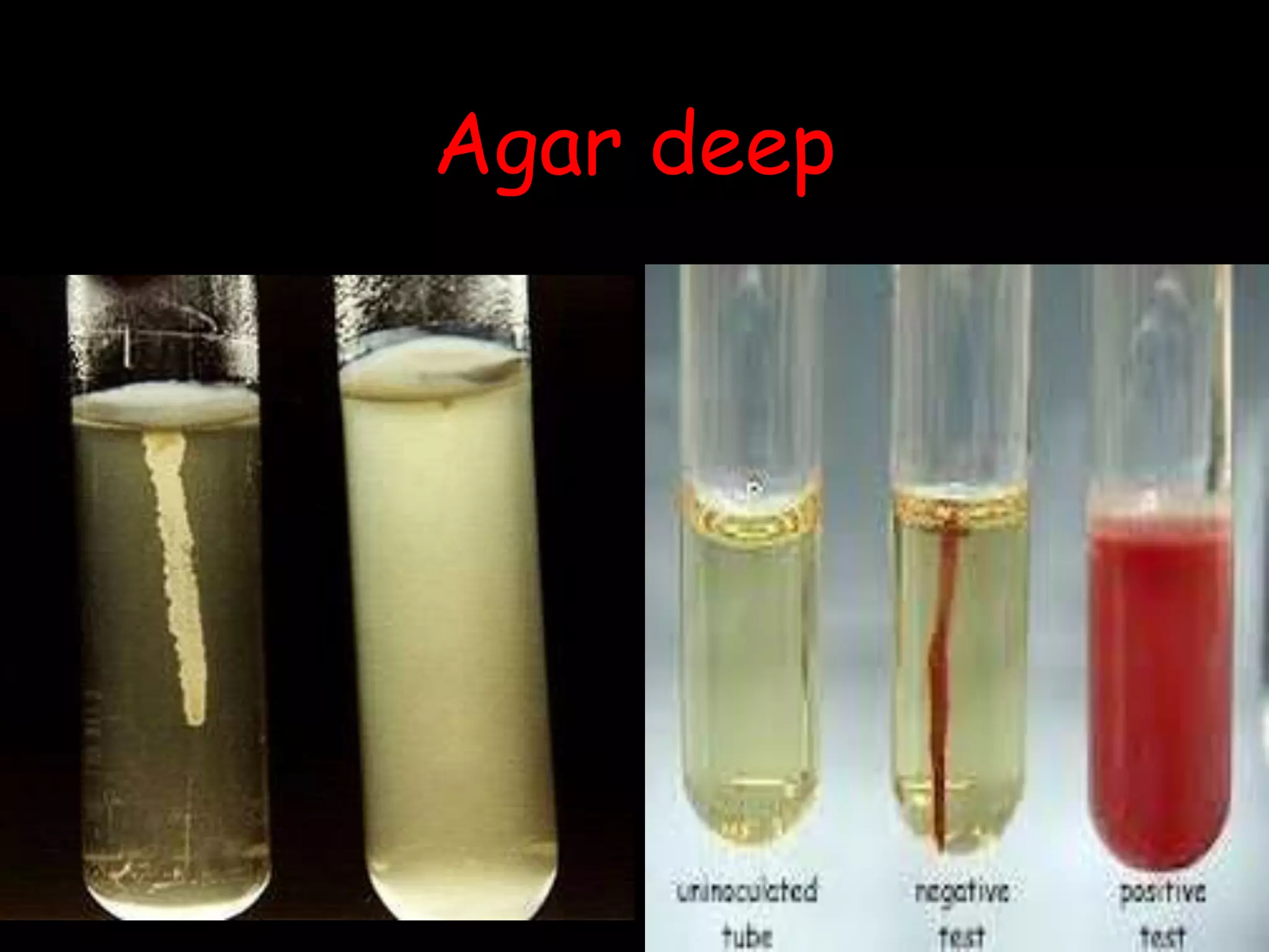 Microbiology | PPT