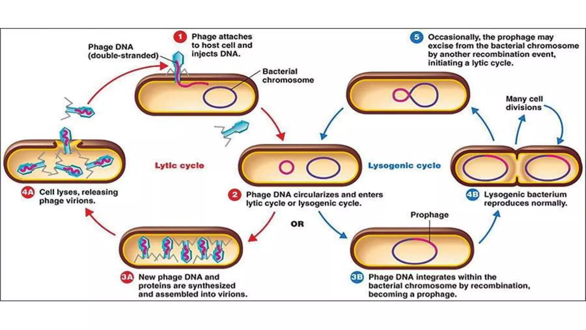 BACTERIOPHAGE LIFE CYCLE - LYSIS AND LYSOGENY | PPTX