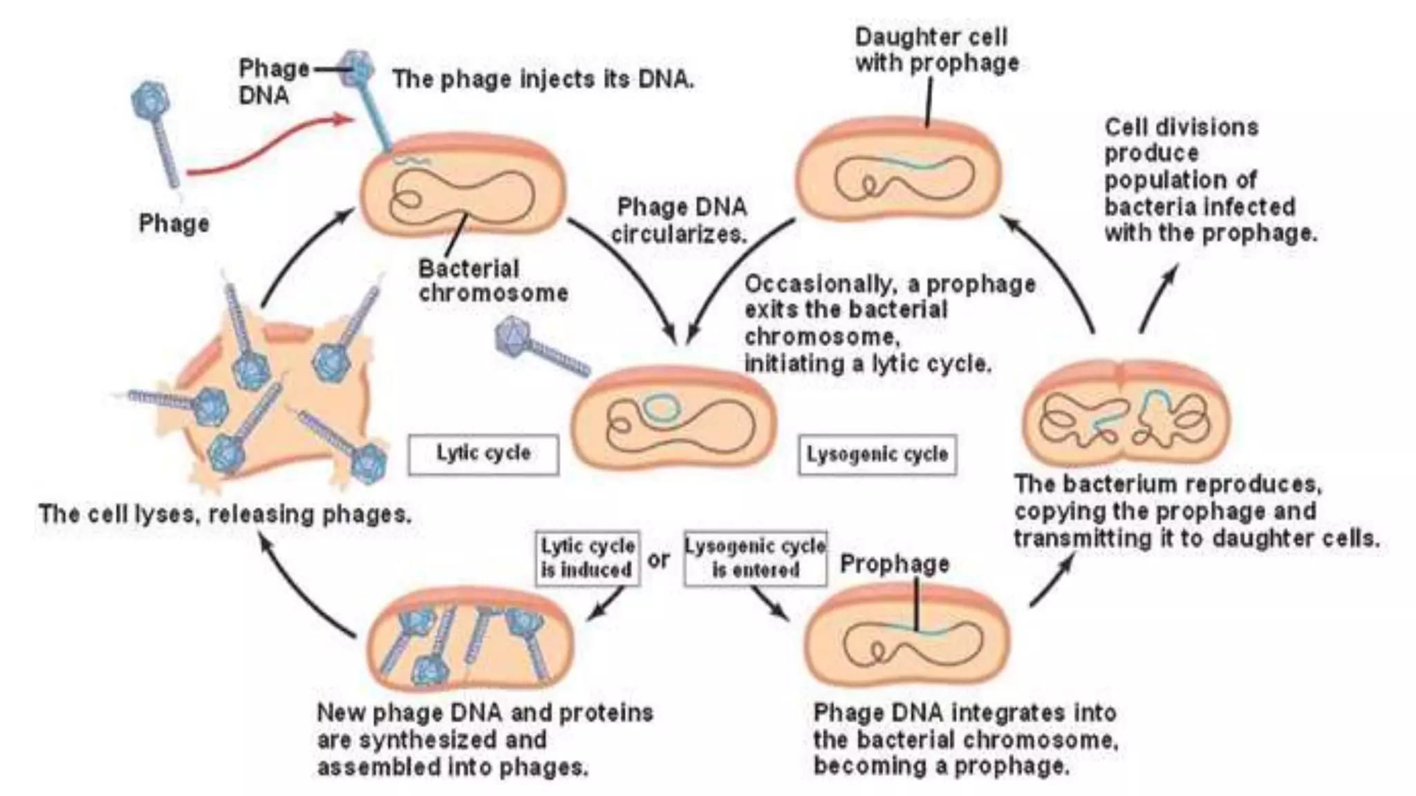 BACTERIOPHAGE LIFE CYCLE - LYSIS AND LYSOGENY | PPTX
