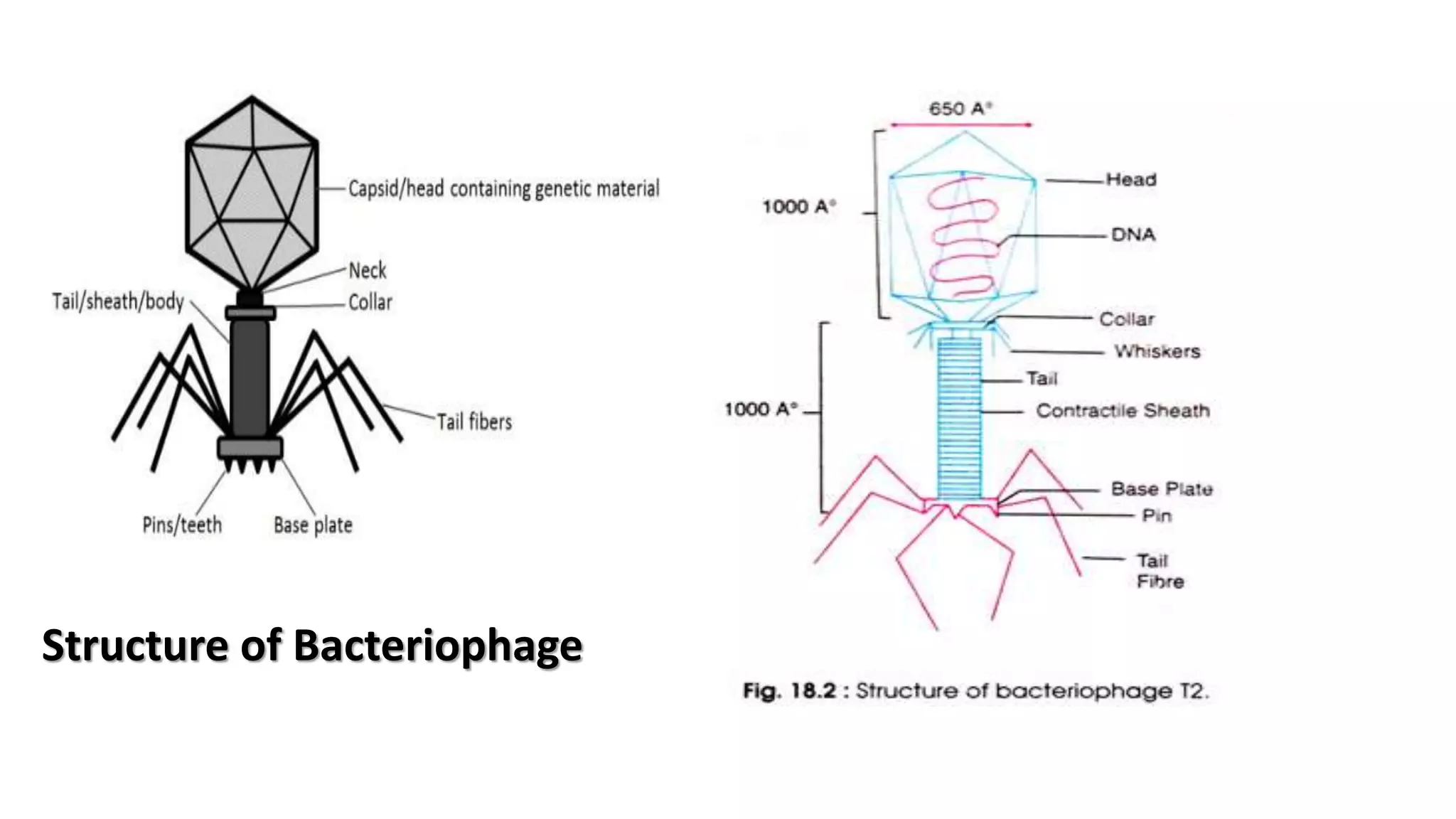BACTERIOPHAGE LIFE CYCLE - LYSIS AND LYSOGENY | PPTX